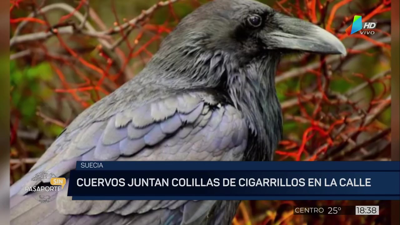#SinPasaporte: una empresa sueca entrena cuervos para recoger colillas ...