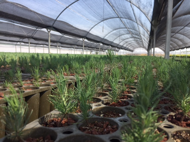 Comenzó el relevamiento de viveros forestales: estiman que hay 40 en ...