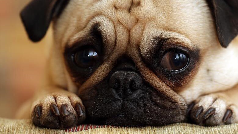 Los perros también lloran al emocionarse - Canal Doce Misiones