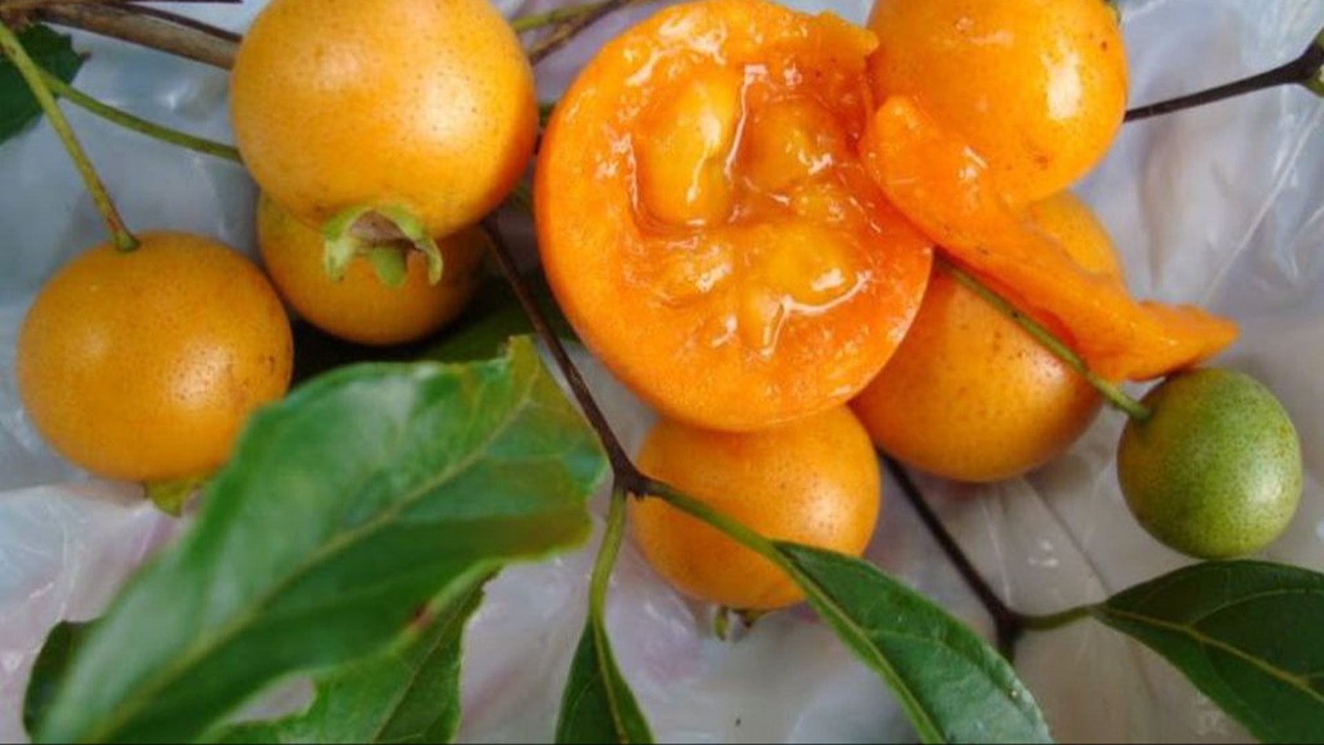 Guabirá, la planta con múltiples beneficios que tiene su fiesta ...