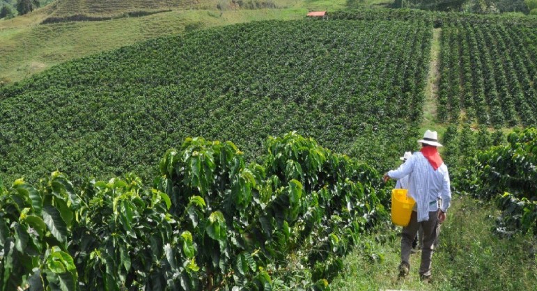 Preocupa la cosecha de café en Brasil para el mercado mundial del ...