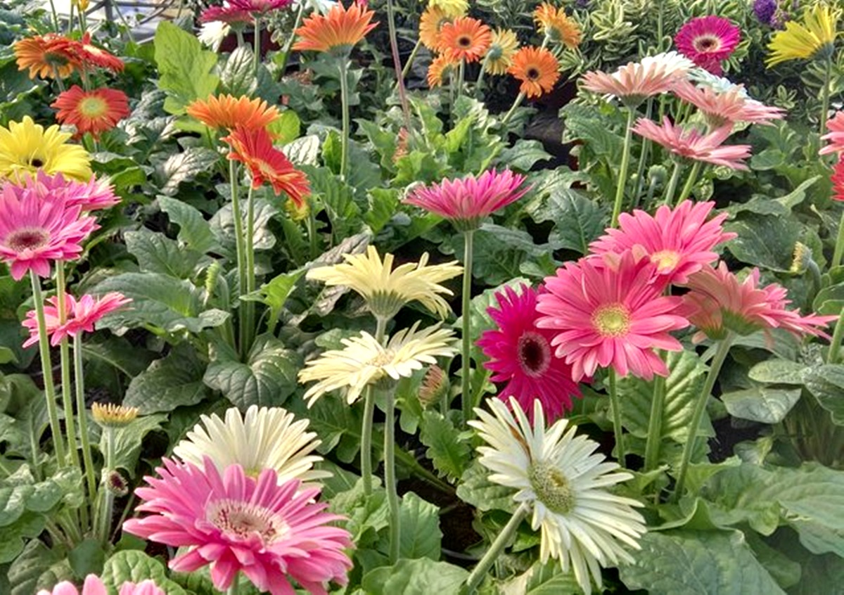 La cuenca productora de flores se consolida en la zona Centro-Sur