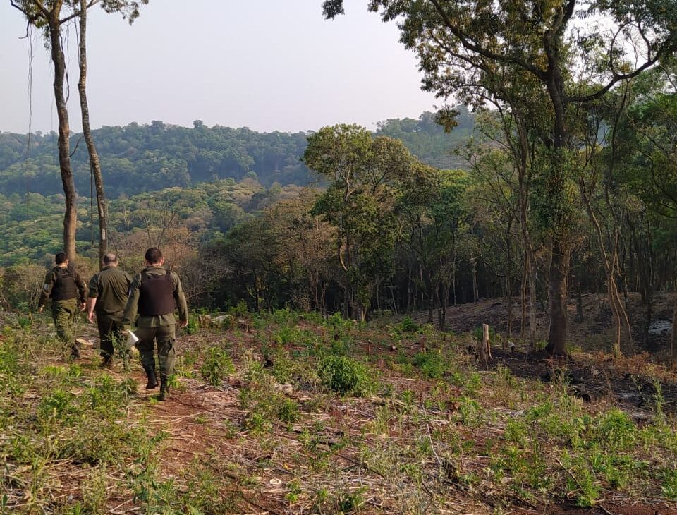 Día Nacional: los guardabosques protegen 1.400.000 hectáreas de bosques ...