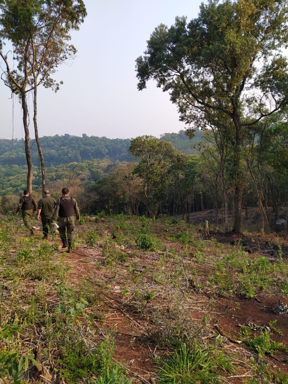 Día Nacional: los guardabosques protegen 1.400.000 hectáreas de bosques ...