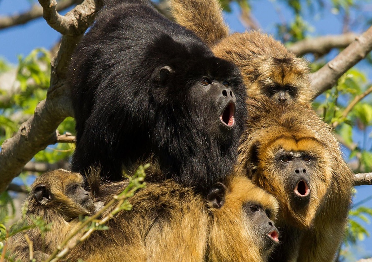 Ante el peligro de extinción, el Mono Carayá será declarado Monumento ...