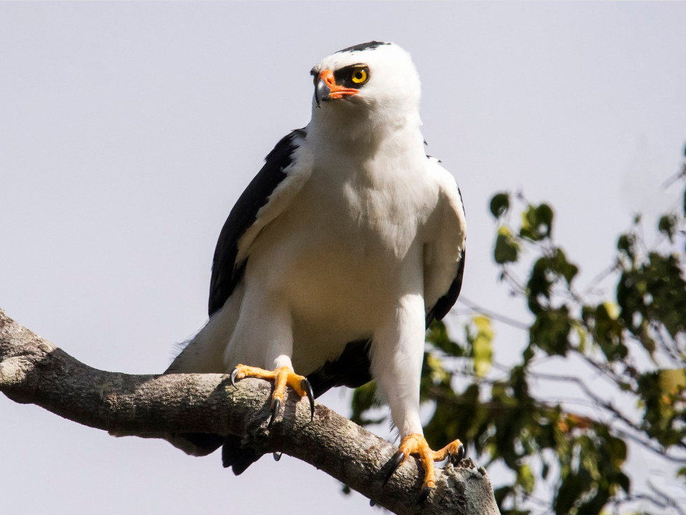 Nido de águila viuda: un avistaje que llena de esperanzas - Canal Doce ...