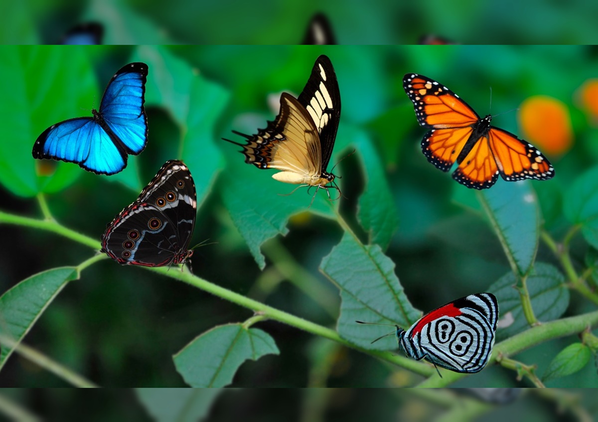 Conocé las cinco especies de mariposas que son patrimonio de Misiones ... Conocé las cinco especies de mariposas que son patrimonio de Misiones ...
