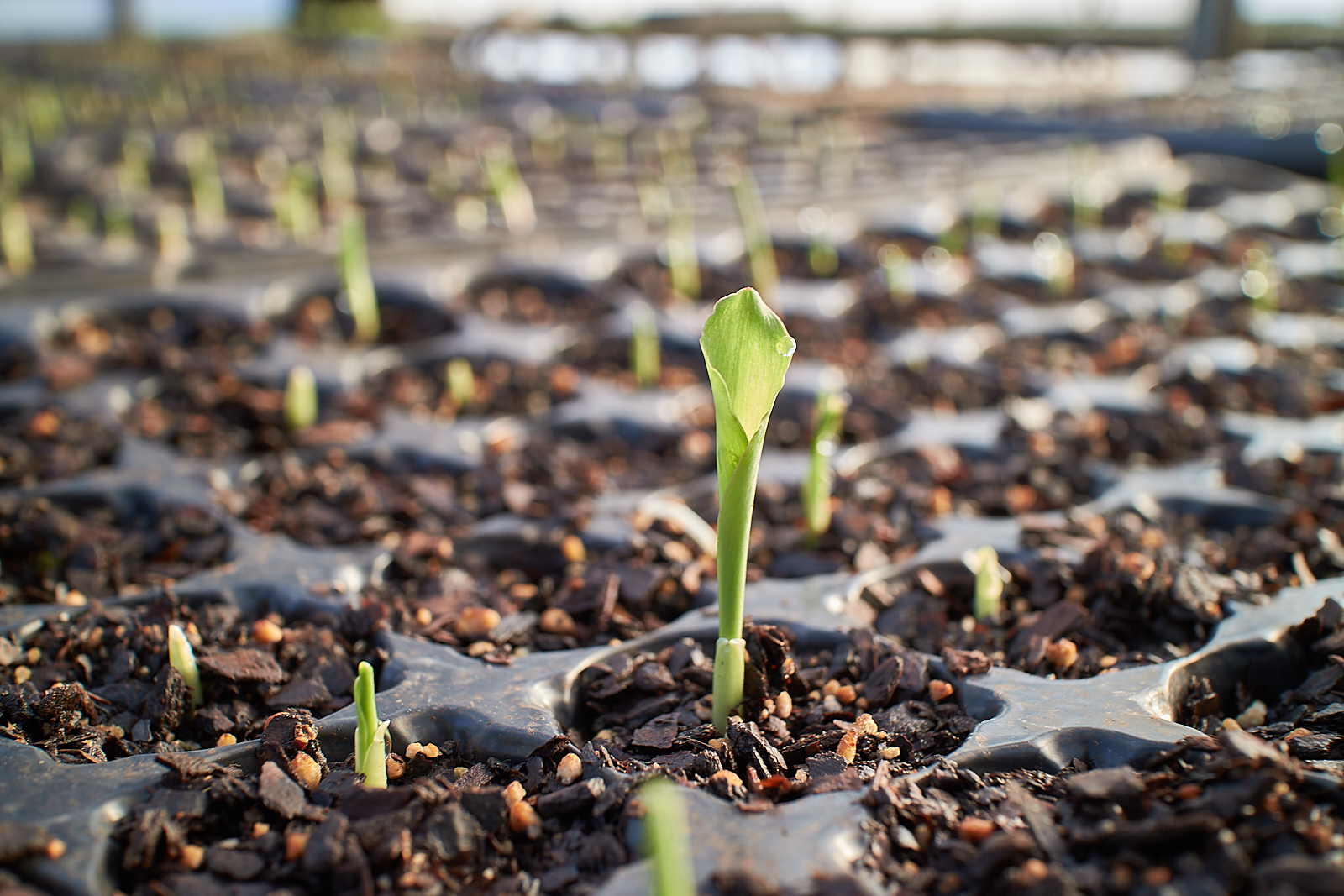 El auge de los insumos biológicos en el agro - Canal Doce Misiones