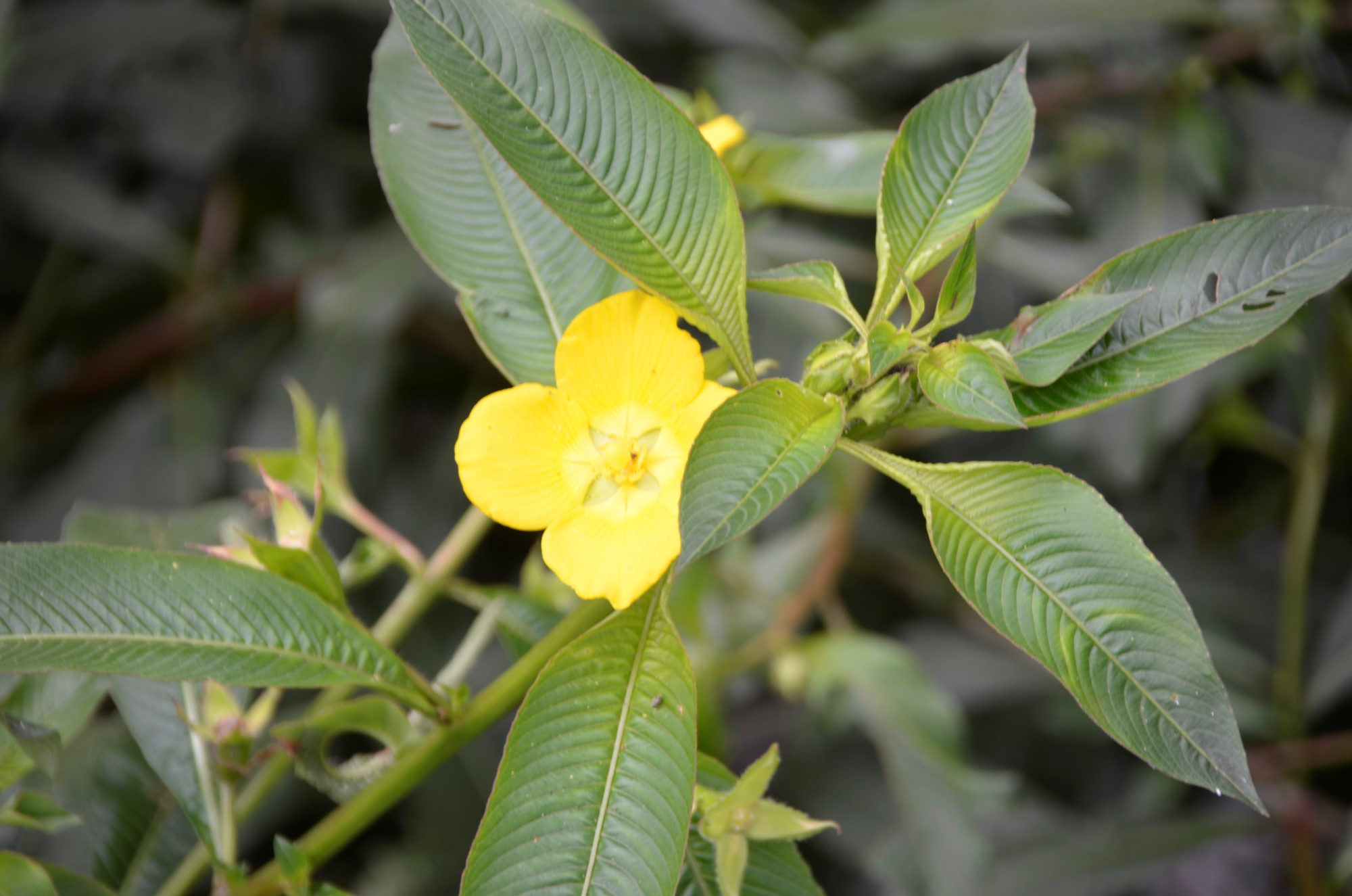 Flora de Misiones, la app de la biodiversidad