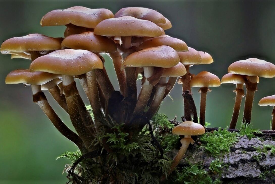 Festival de la funga, aprender y valorizar a los hongos - Canal Doce ...