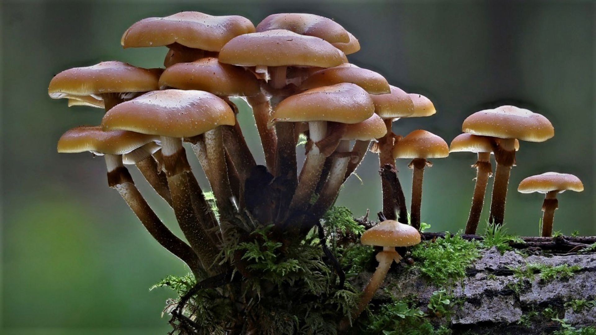 Festival de la funga, aprender y valorizar a los hongos - Canal Doce ...