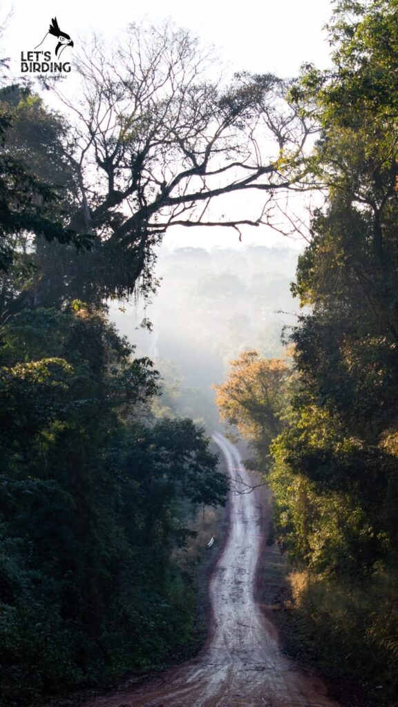 El fotógrafo que retrató al puma dentro del Parque Iguazú: "Se detuvo ...