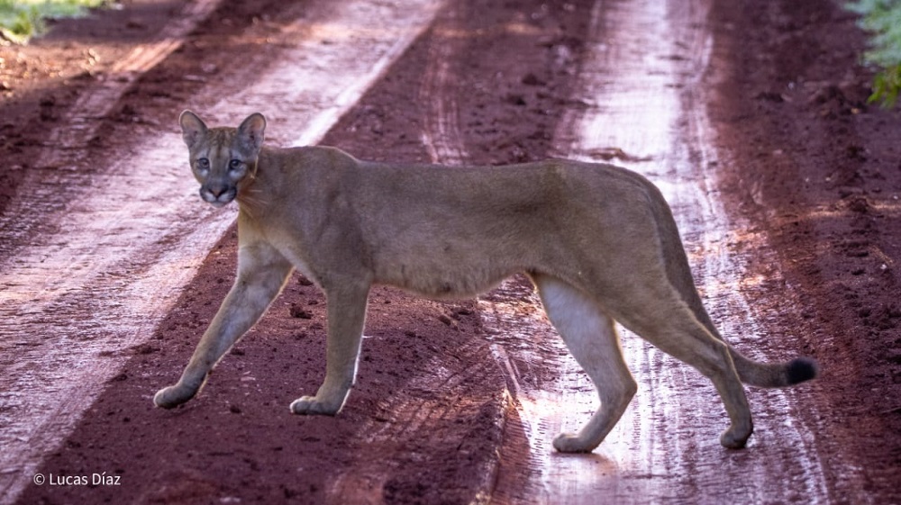El fotógrafo que retrató al puma dentro del Parque Iguazú: "Se detuvo ...