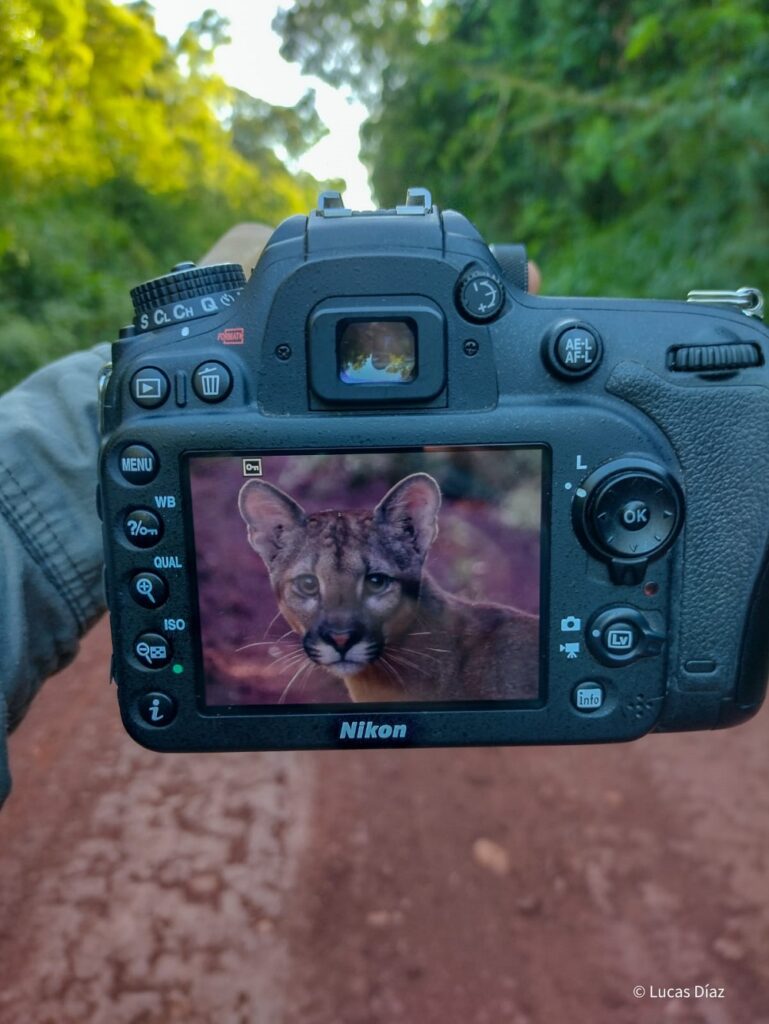 El fotógrafo que retrató al puma dentro del Parque Iguazú: "Se detuvo ...