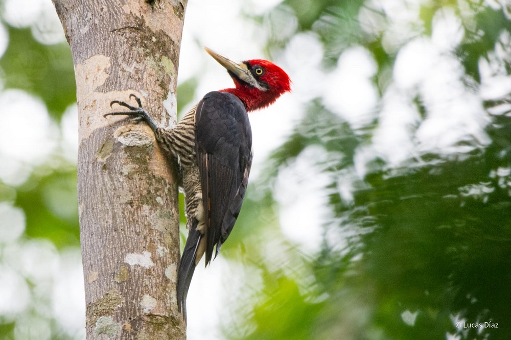 El fotógrafo que retrató al puma dentro del Parque Iguazú: "Se detuvo ...