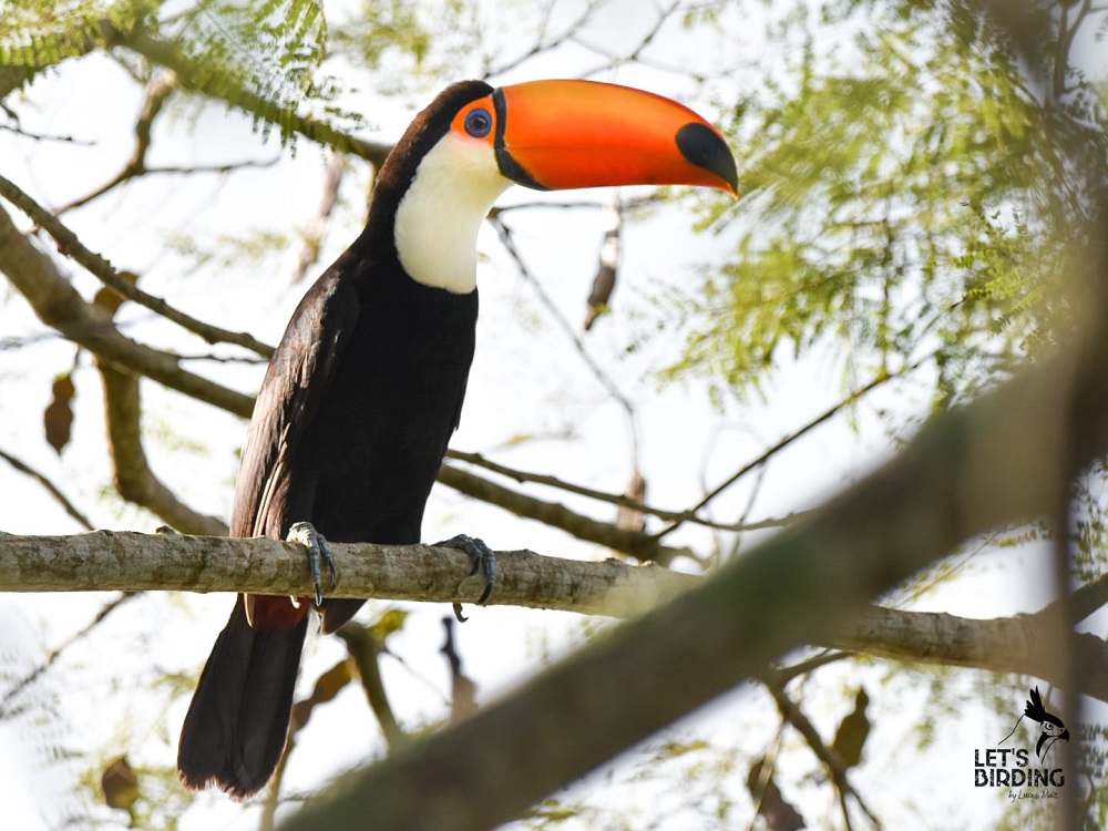 El fotógrafo que retrató al puma dentro del Parque Iguazú: "Se detuvo ...