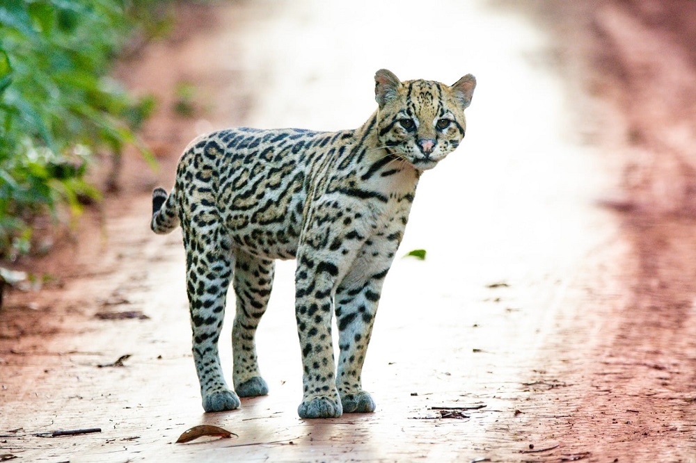 El fotógrafo que retrató al puma dentro del Parque Iguazú: "Se detuvo ...