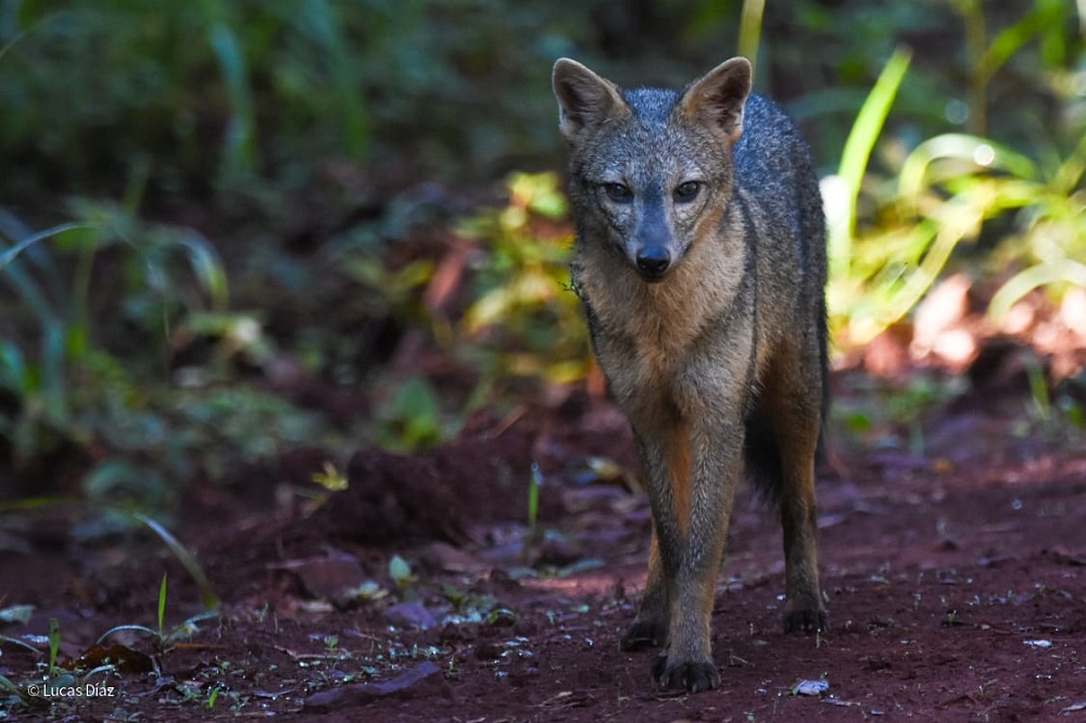 El fotógrafo que retrató al puma dentro del Parque Iguazú: "Se detuvo ...