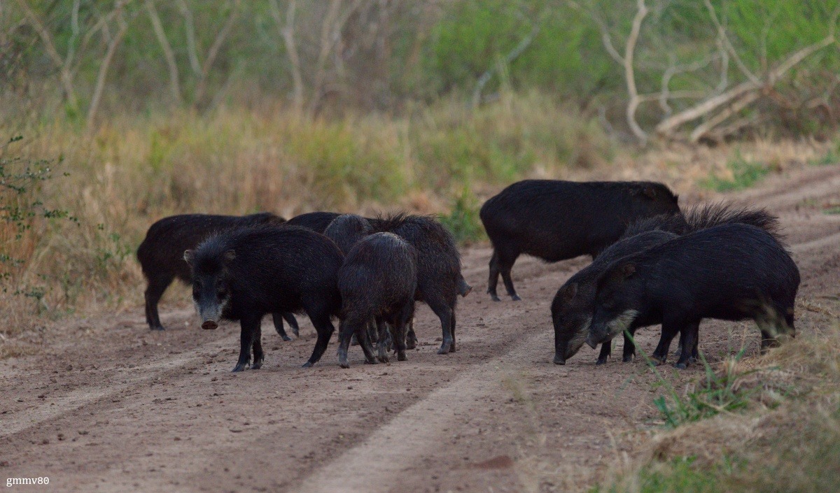 Una familia de pecaríes fue registrada en la Biosfera Yabotí - Canal ...