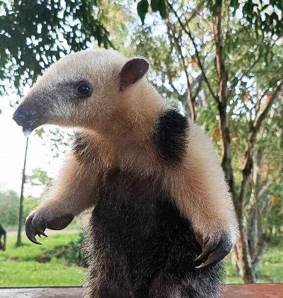 Liberaron a un oso melero en el monte - Canal Doce Misiones