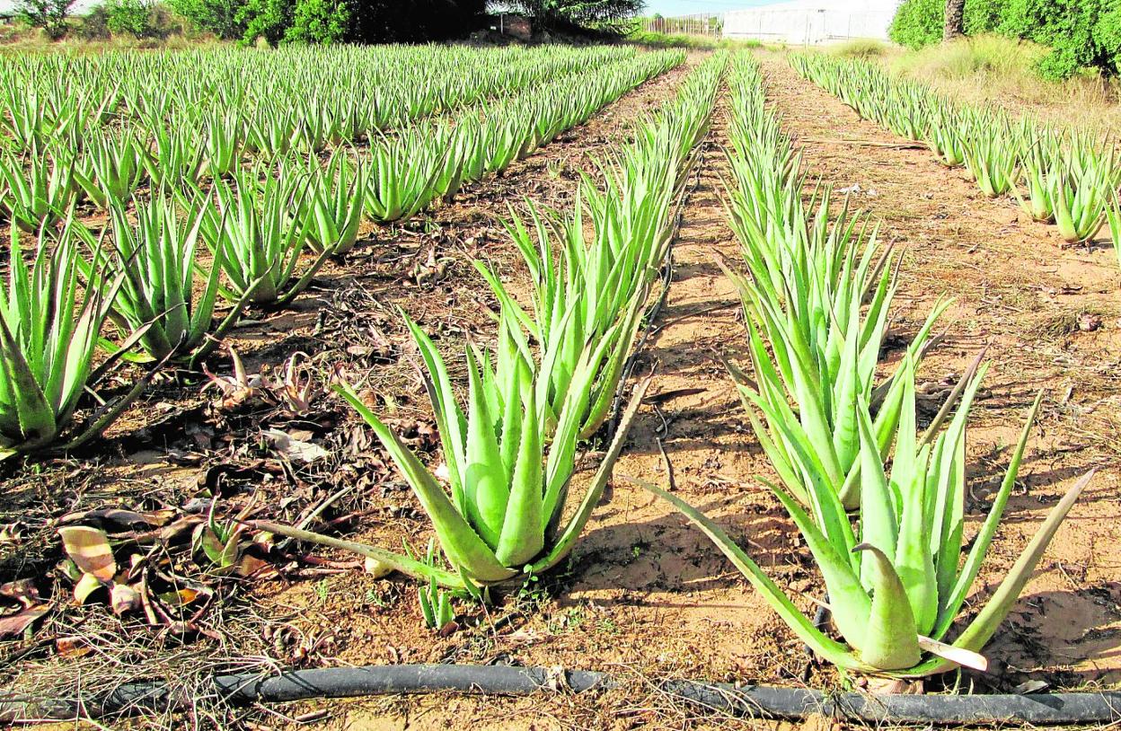 Do Aloe Vera Like Music at Herman Dunlap blog