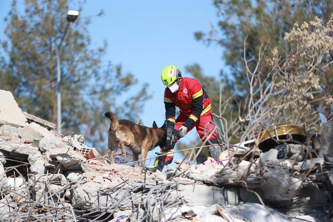 Terremoto en Turquía y Siria: los perros lograron rescates increíbles ...