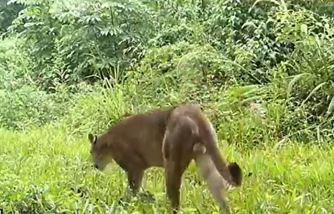 Conocé al puma que marcó territorio en el Parque Provincial Puerto ...