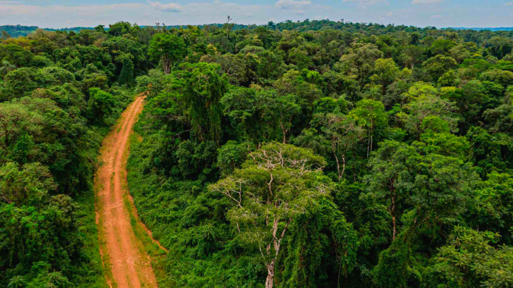 Datos que no sabías sobre la Selva Paranaense - Canal Doce Misiones