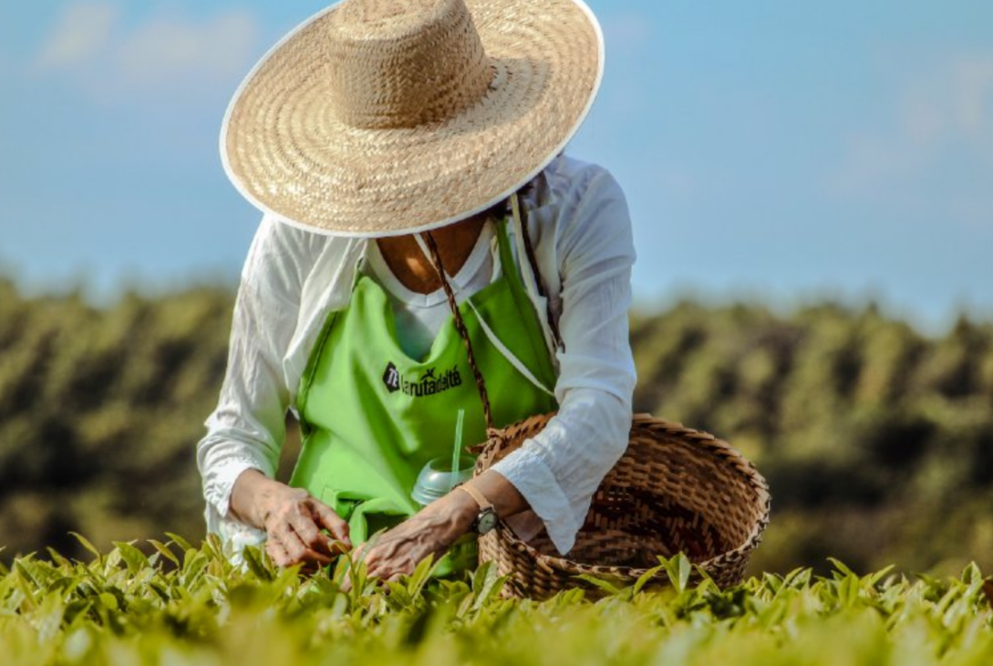 La provincia tiene la única producción de té amarillo en Latinoamérica ...
