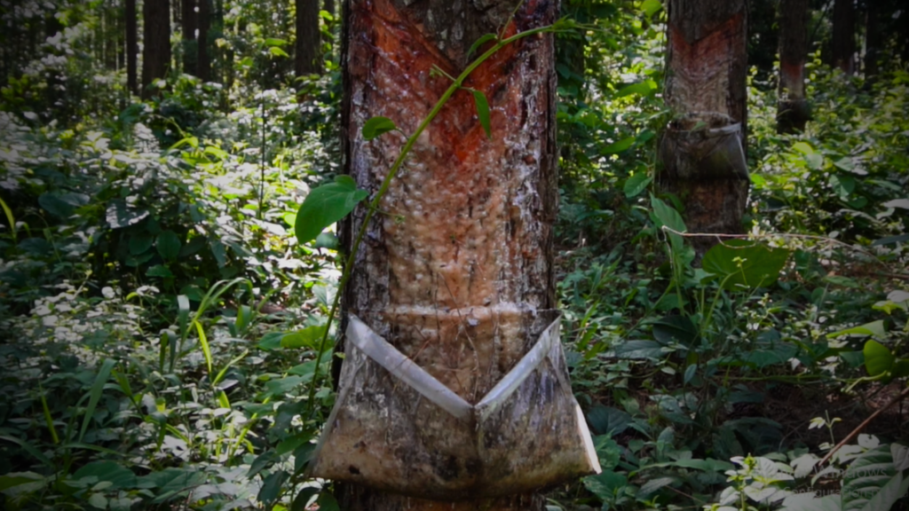 Resina, una alternativa para aumentar la rentabilidad de los pinales ...