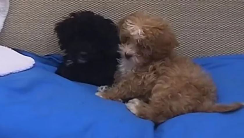 Los únicos que no entienden el encierro: la historia de los perros de ...