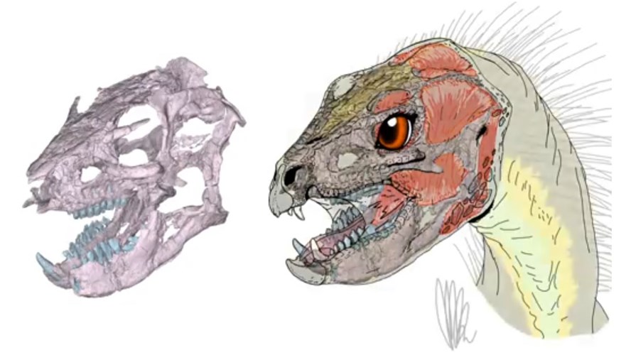 Reconstruyeron en 3D el cráneo de un pequeño dinosaurio jurásico que ...