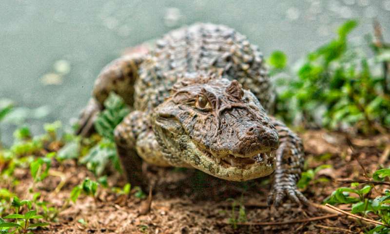 Un yacaré de paseo por las pasarelas del Parque Nacional Iguazú - Canal Doce Misiones