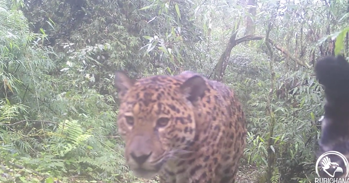 Sigue el avistamiento de felinos en áreas naturales protegidas - Canal ...