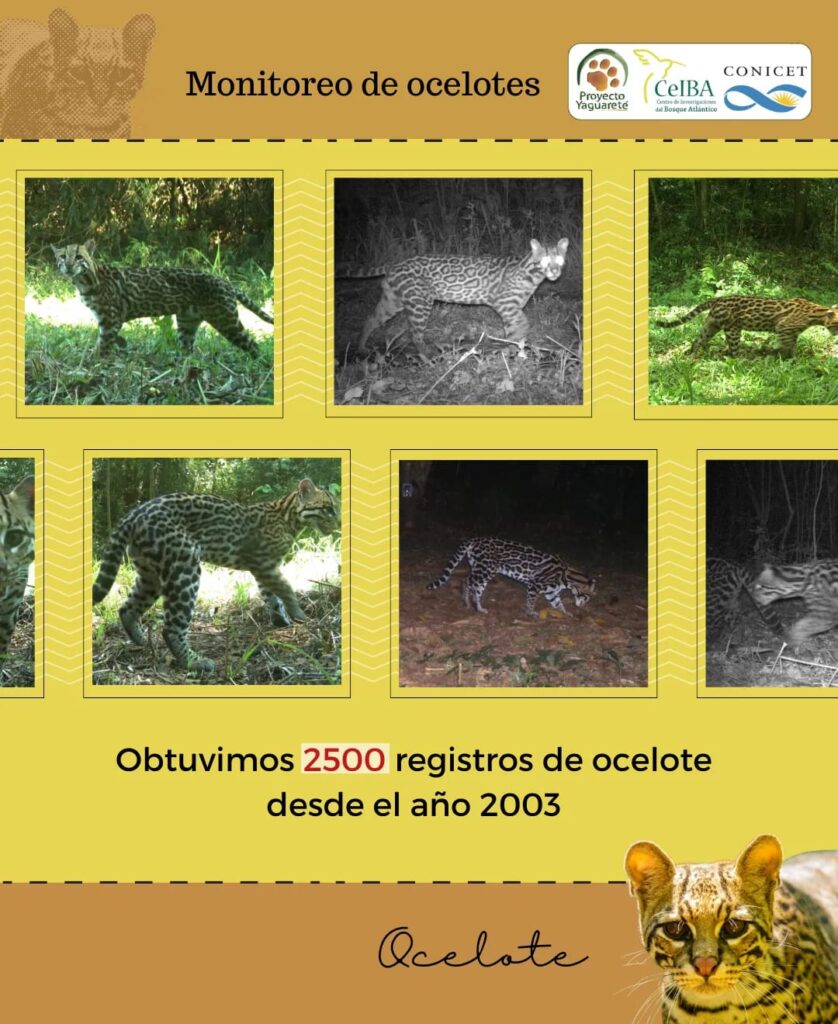 Monitorean la población de 250 ocelotes en la provincia - Canal Doce ...