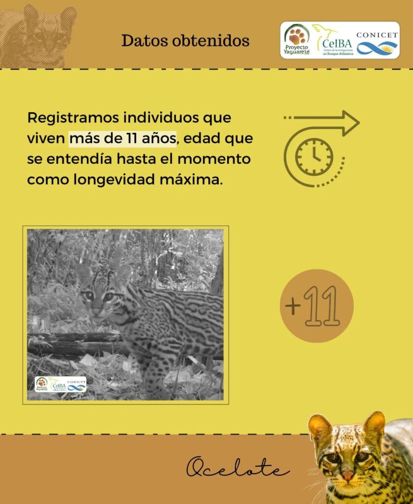 Monitorean la población de 250 ocelotes en la provincia - Canal Doce ...