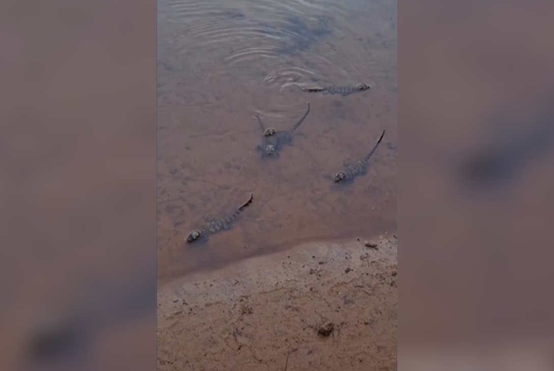 Yacarés bebés fueron captados en el Parque Nacional Iguazú - Canal Doce ...