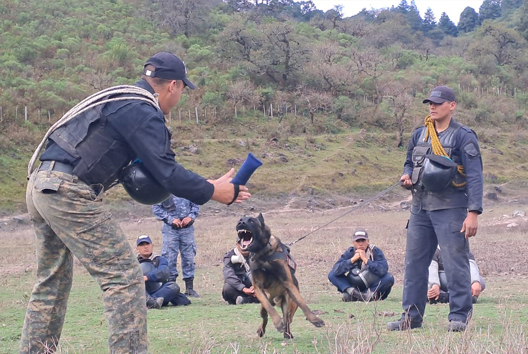 K-9: El Servicio Penitenciario suma operadores tácticos con perros ...