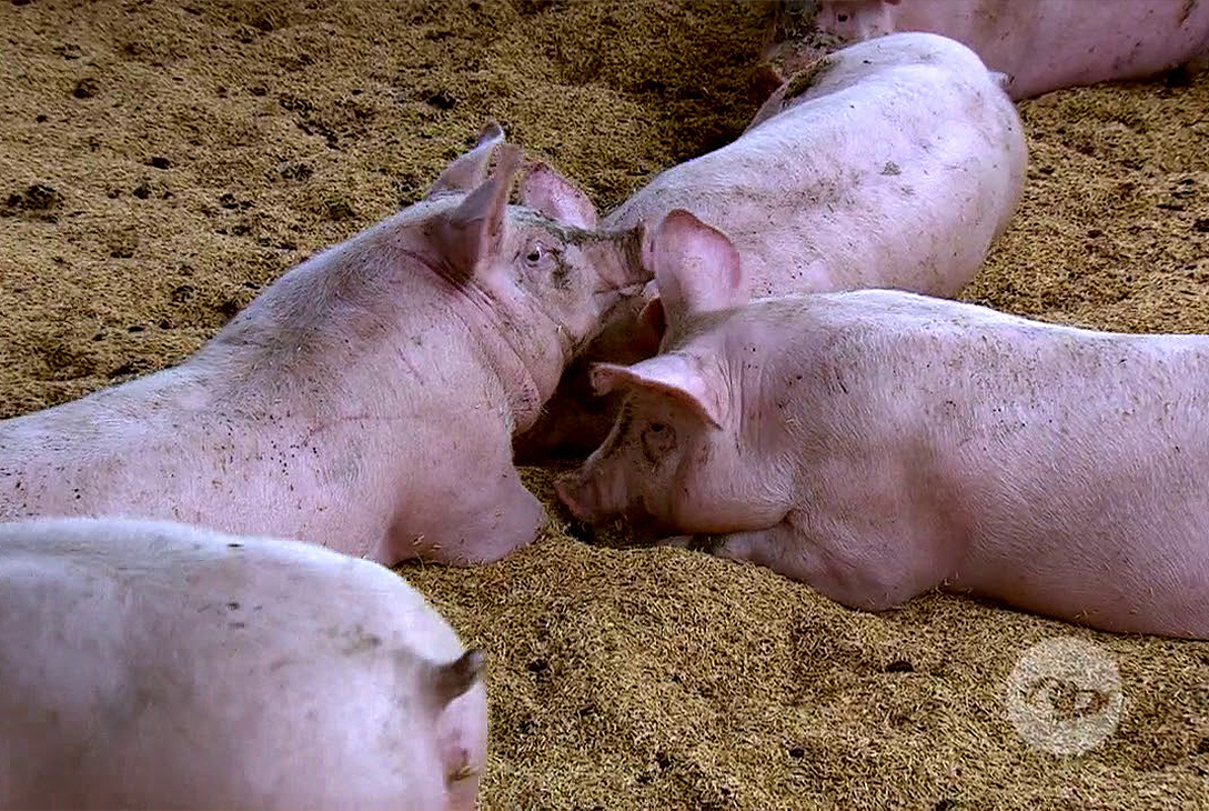 La Escuela Agrotécnica de San Antonio cría cerdos con el método cama ...