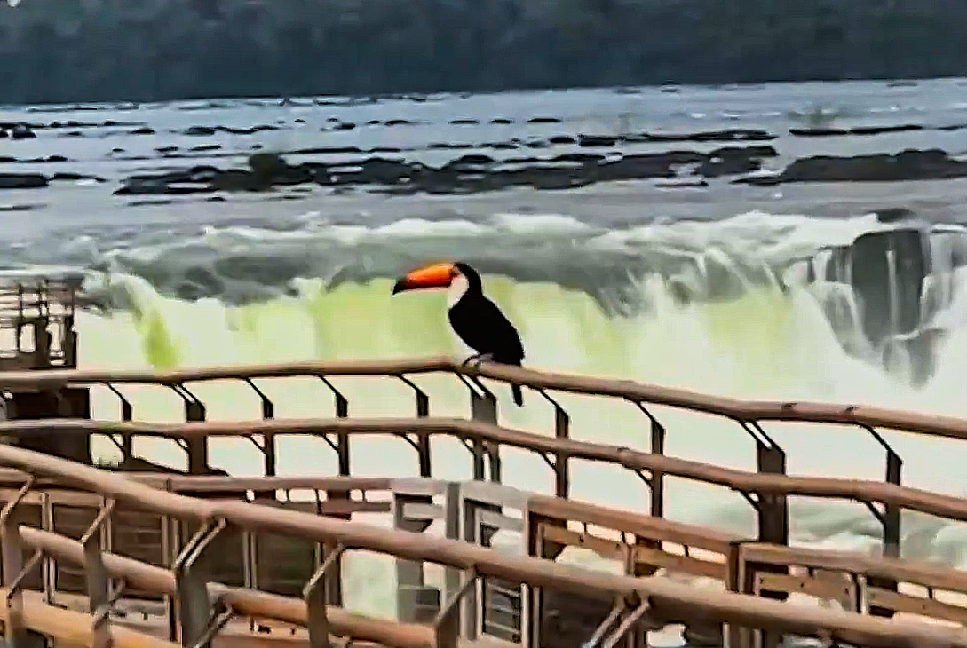 El tucán que recibe a los turistas en Cataratas del Iguazú - Canal Doce ...