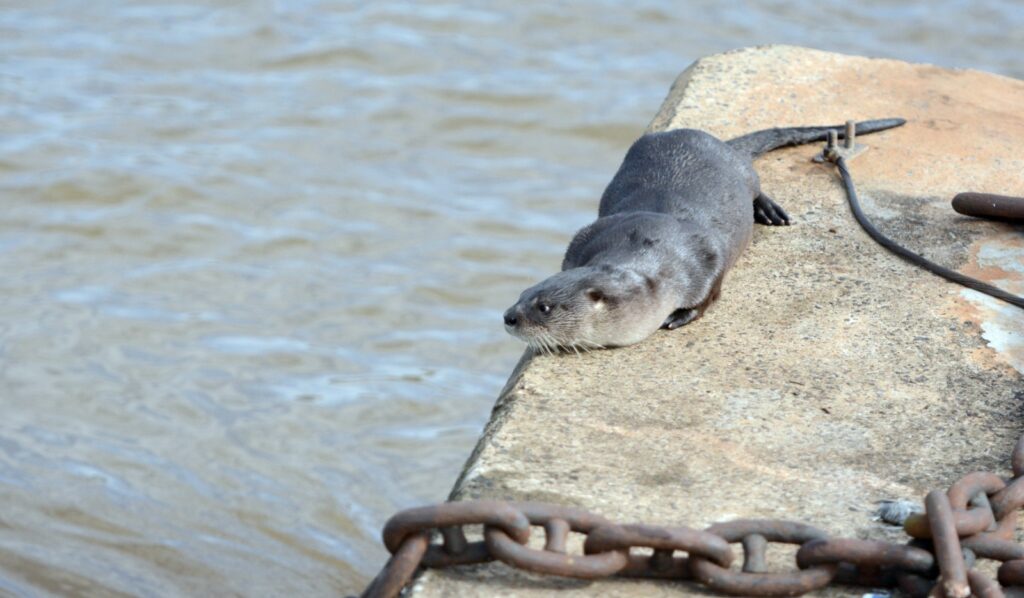 Sorpresa invernal para los visitantes: un lobito de río se relajó en la ...