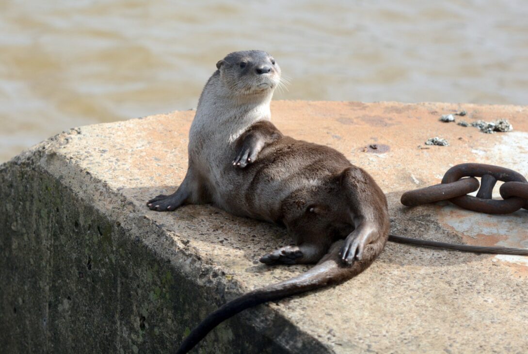 Sorpresa invernal para los visitantes: un lobito de río se relajó en la ...