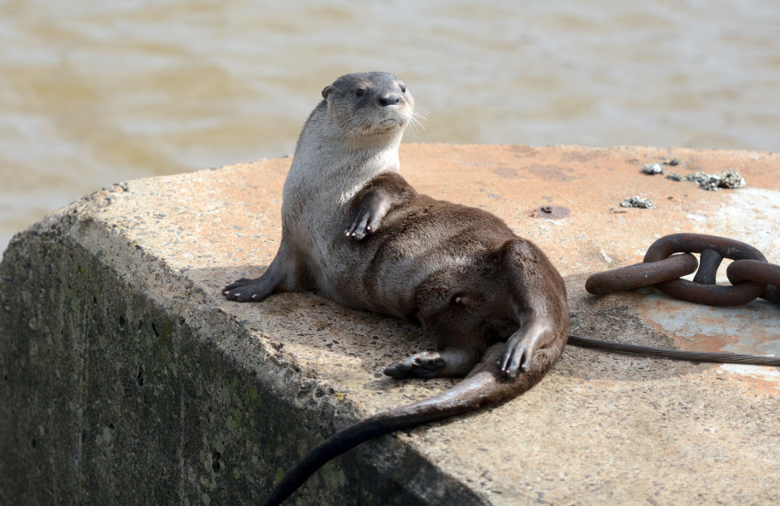 Sorpresa invernal para los visitantes: un lobito de río se relajó en la ...