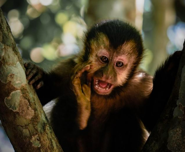 Un mono caí bajó a saludar a los visitantes del Parque Iguazú y quedó ...