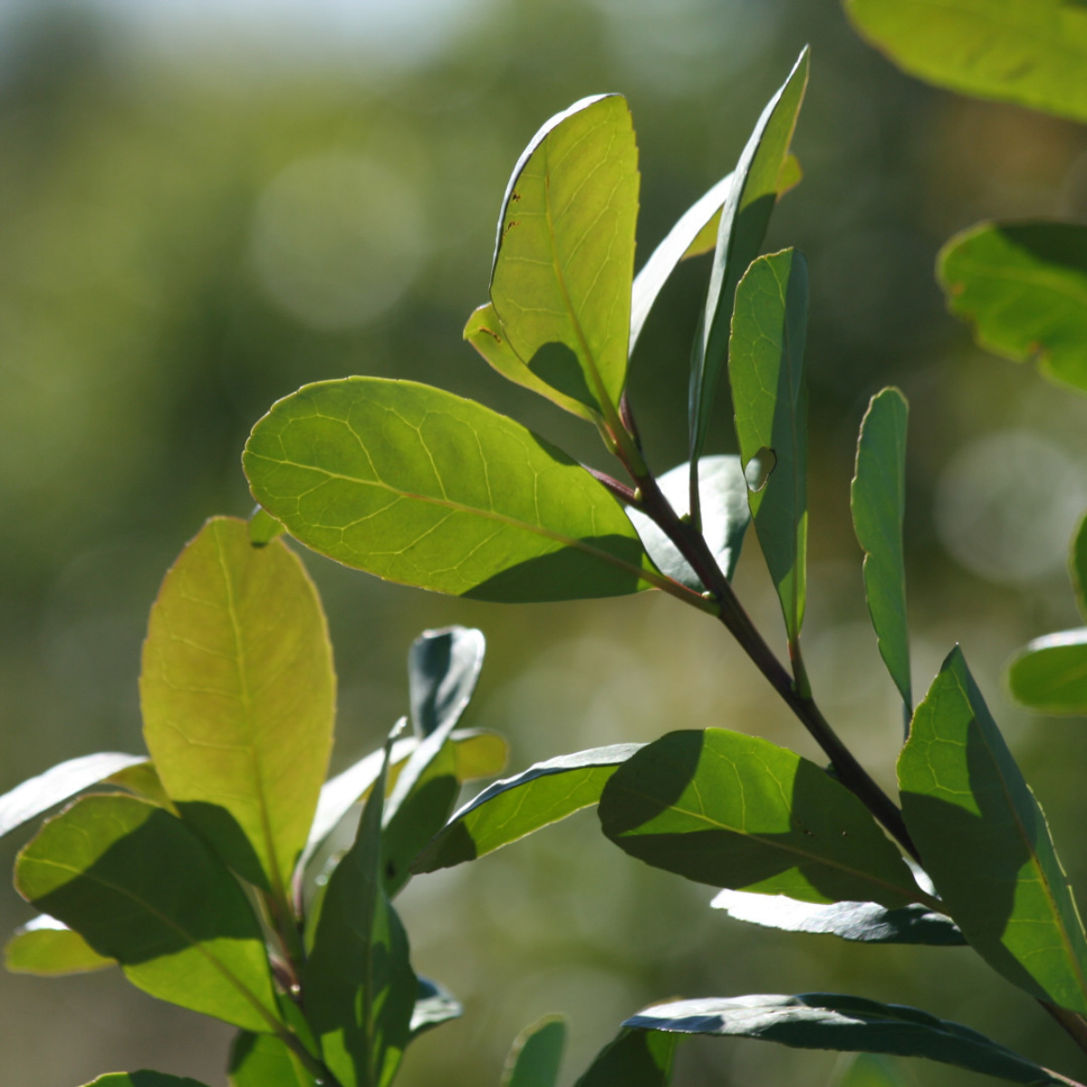 Crece la producción de yerba mate orgánica gracias al uso de bioinsumos ...