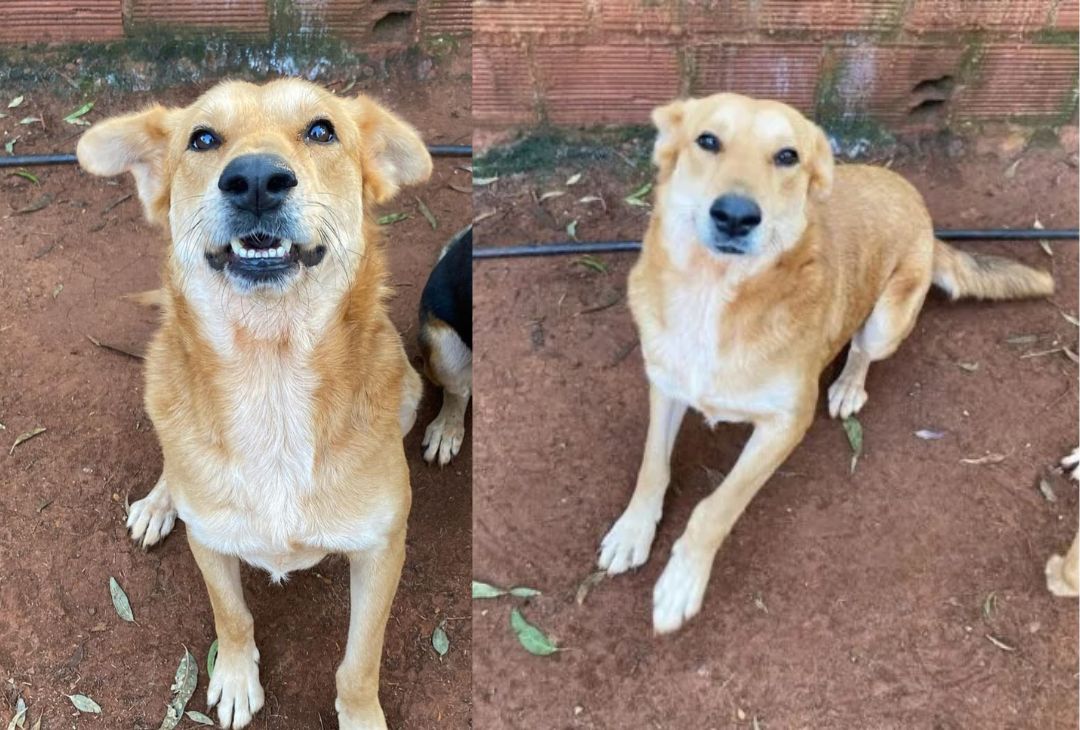 Una mascota de Posadas espera, desde hace tres años, encontrar un ...