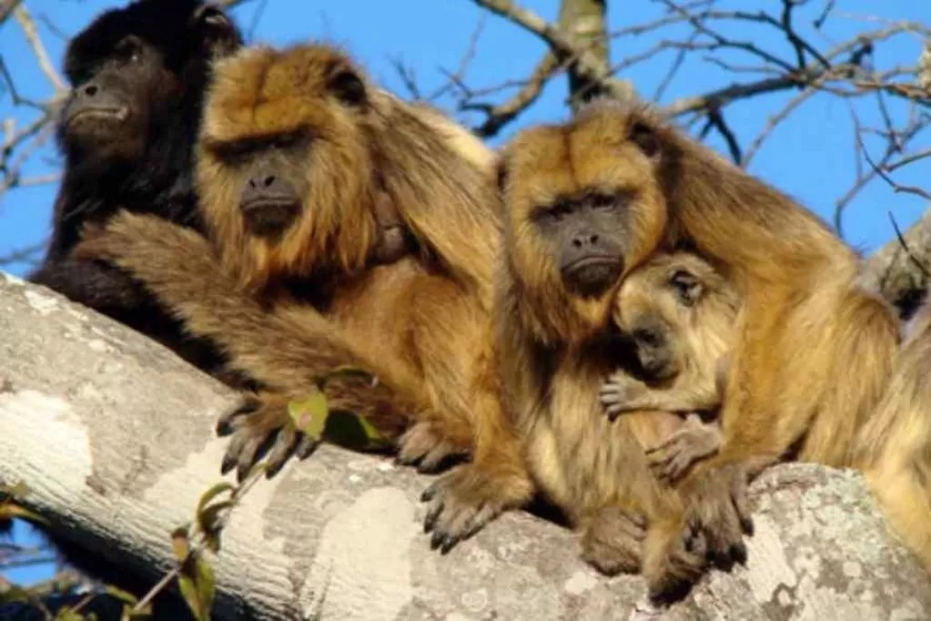Destacan la importancia de Nemesio Parma para preservar la población de ...