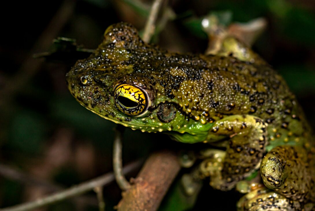 La rana Itapotihyla langsdorffii, otra joya de la Selva Paranaense ...