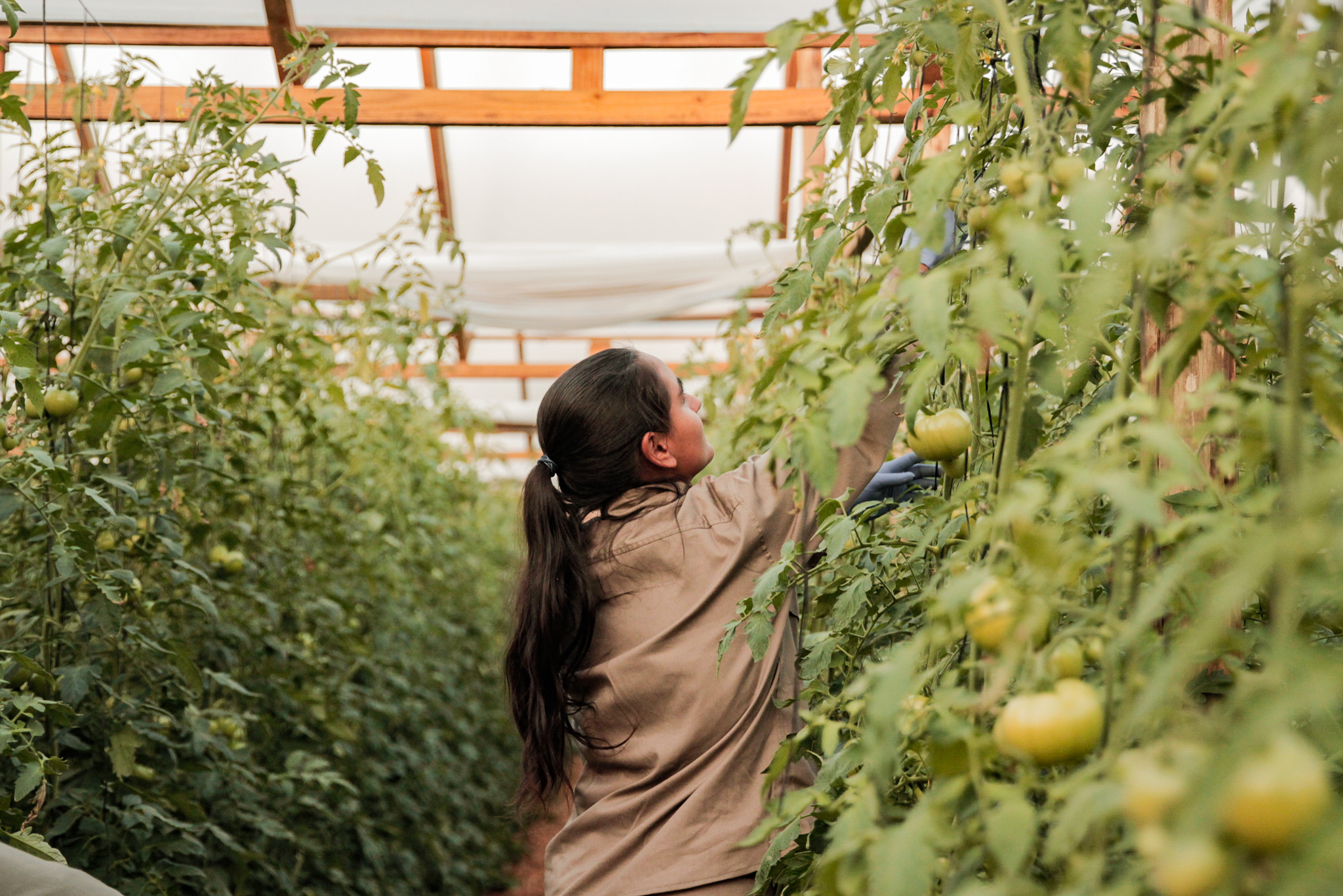 Producción sustentable de tomates a gran escala y de alta calidad ...
