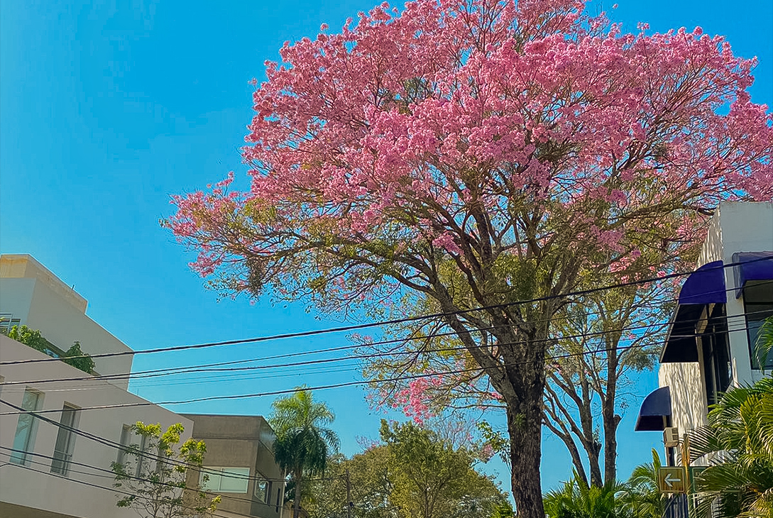 Más de cinco mil lapachos embellecen la capital misionera - Canal Doce ...